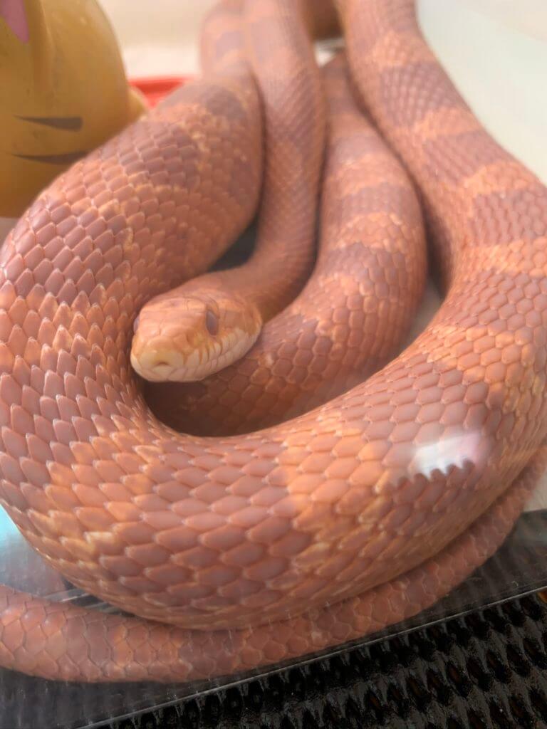 コーンスネーク 脱皮 | nirublog